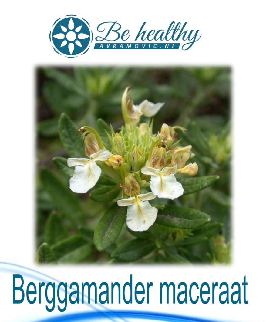 Berggamander maceraat (Teucrium montanum / Trava Iva) – 50ml – gezond ...
